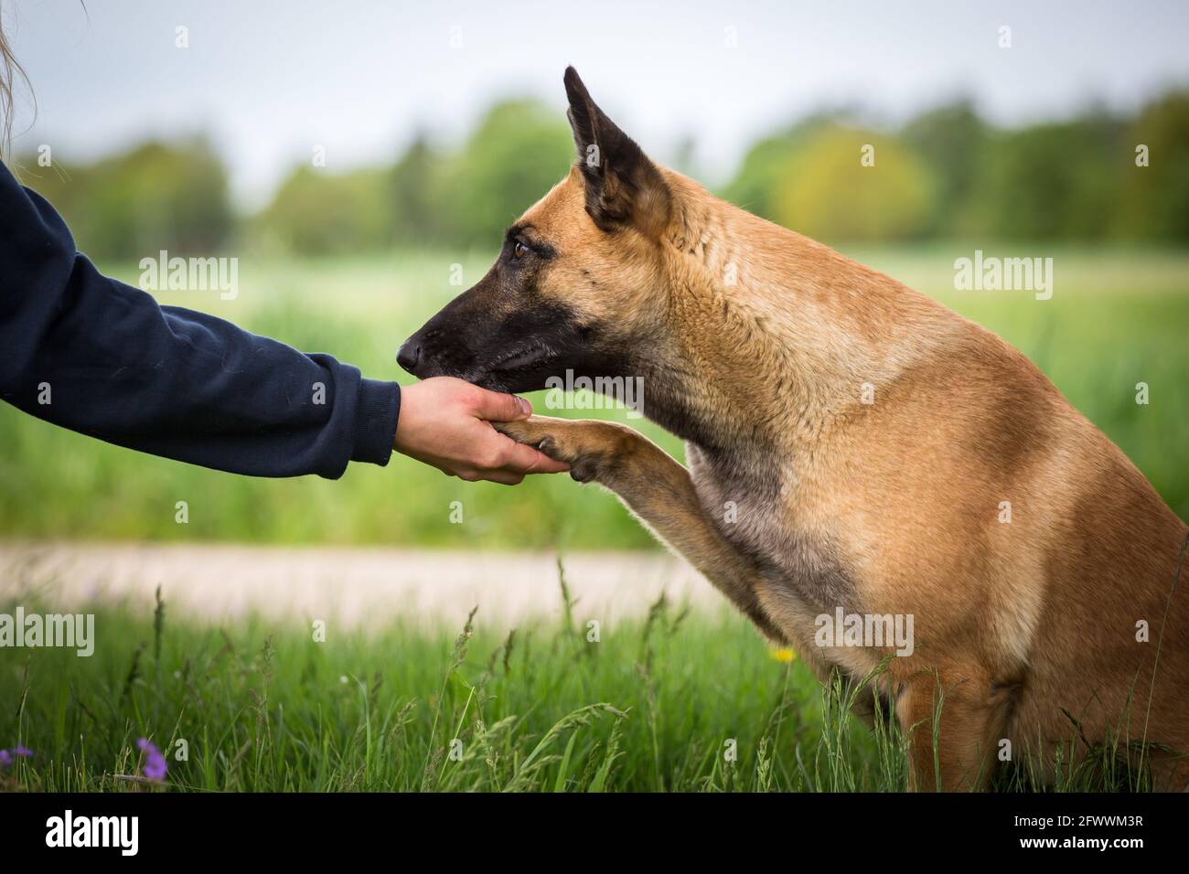 Belgian Shepherd Dog (Malinois) giving the paw Stock Photo - Alamy