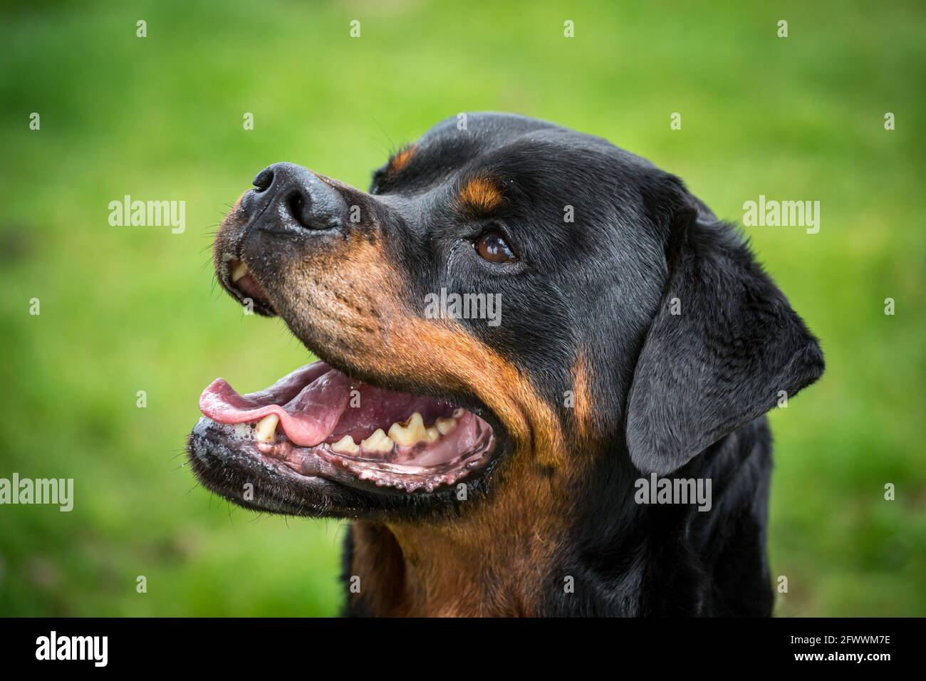 Dog Breed Germany High Resolution Stock Photography and Images - Alamy
