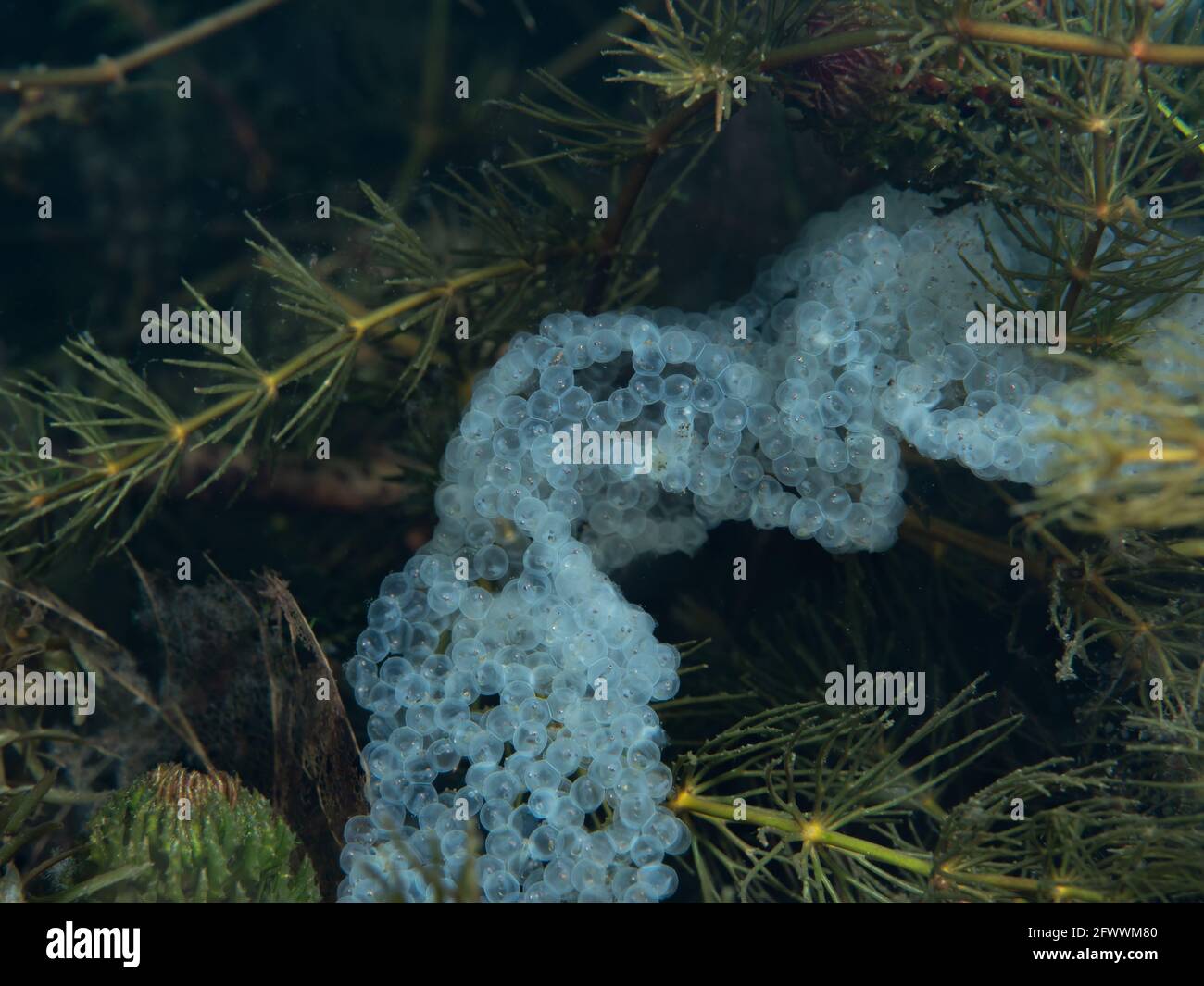 Perch spawn between water plants under water, North Rhine-Westphalia ...