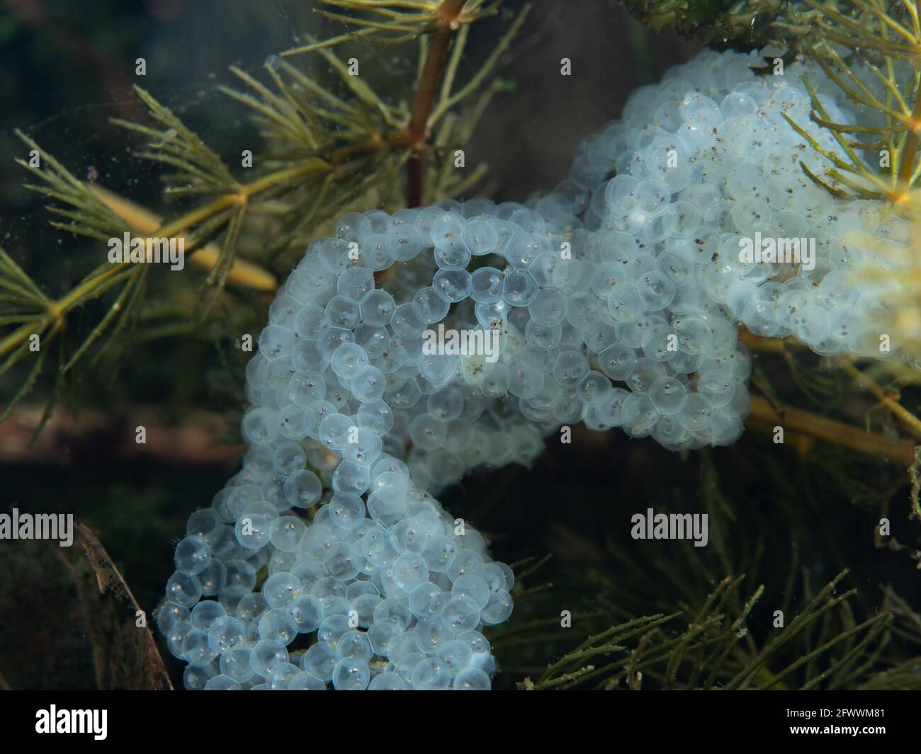 Perch spawn between water plants under water, North Rhine-Westphalia ...