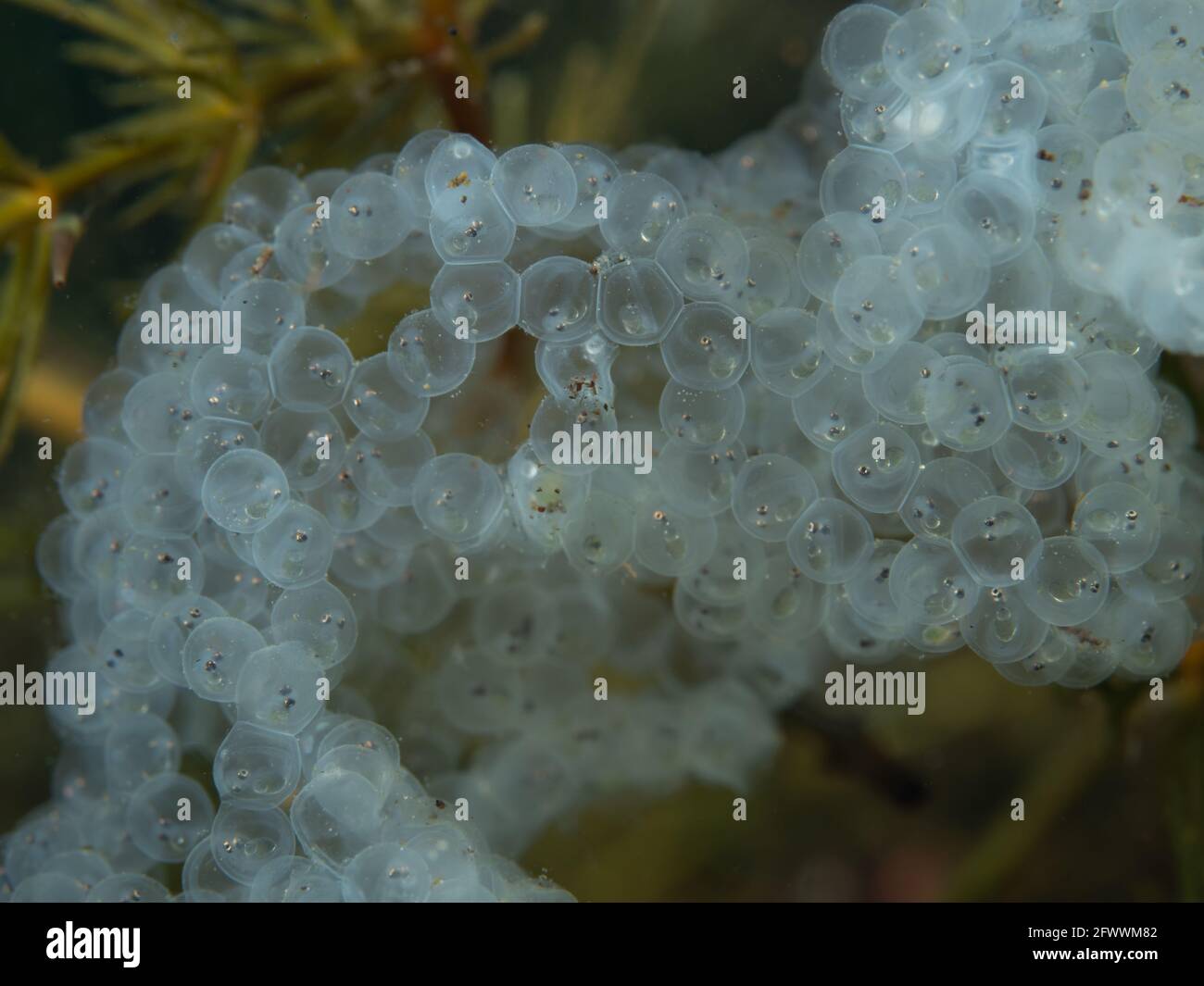 Under water plants and animals hi-res stock photography and images - Alamy