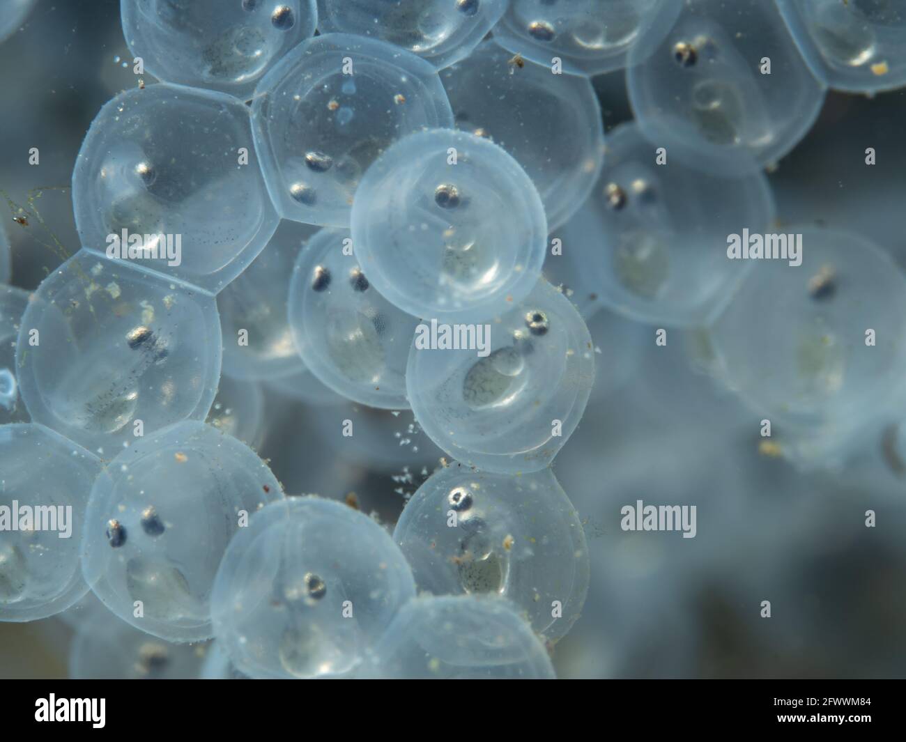 Perch spawn underwater, North Rhine Westphalia , Germany Stock Photo ...