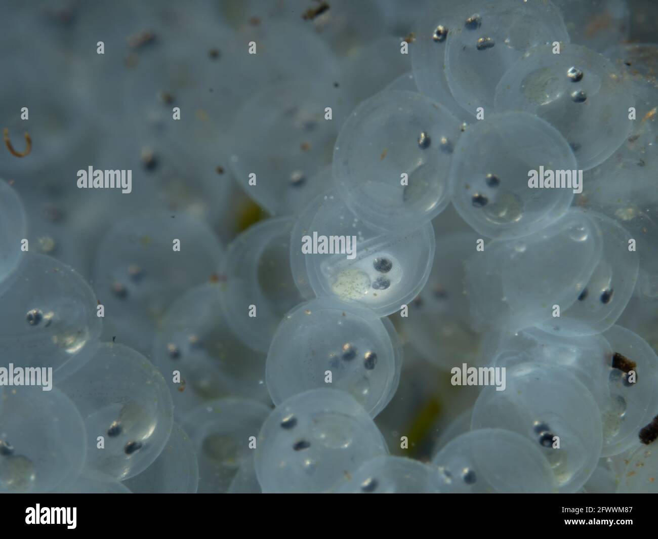 Perch spawn underwater, North Rhine Westphalia , Germany Stock Photo ...