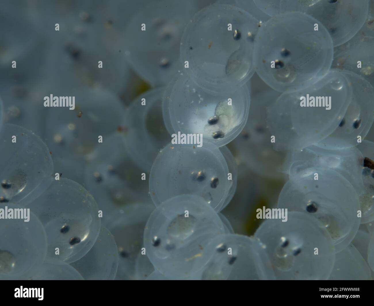 Underwater photo river hi-res stock photography and images - Alamy