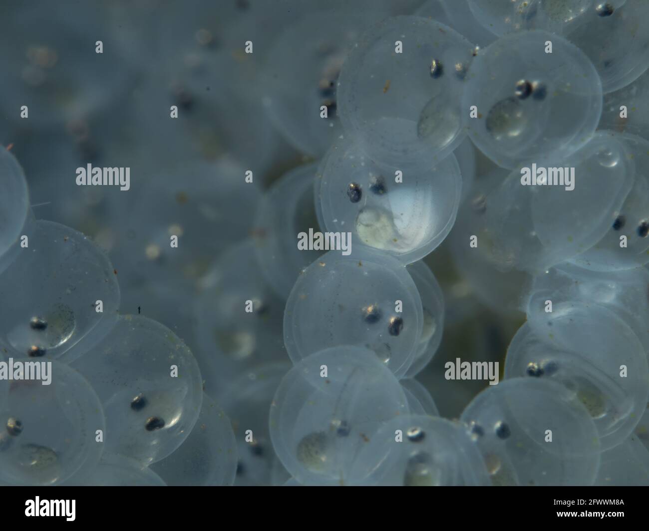 Perch spawn underwater, North Rhine Westphalia , Germany Stock Photo ...