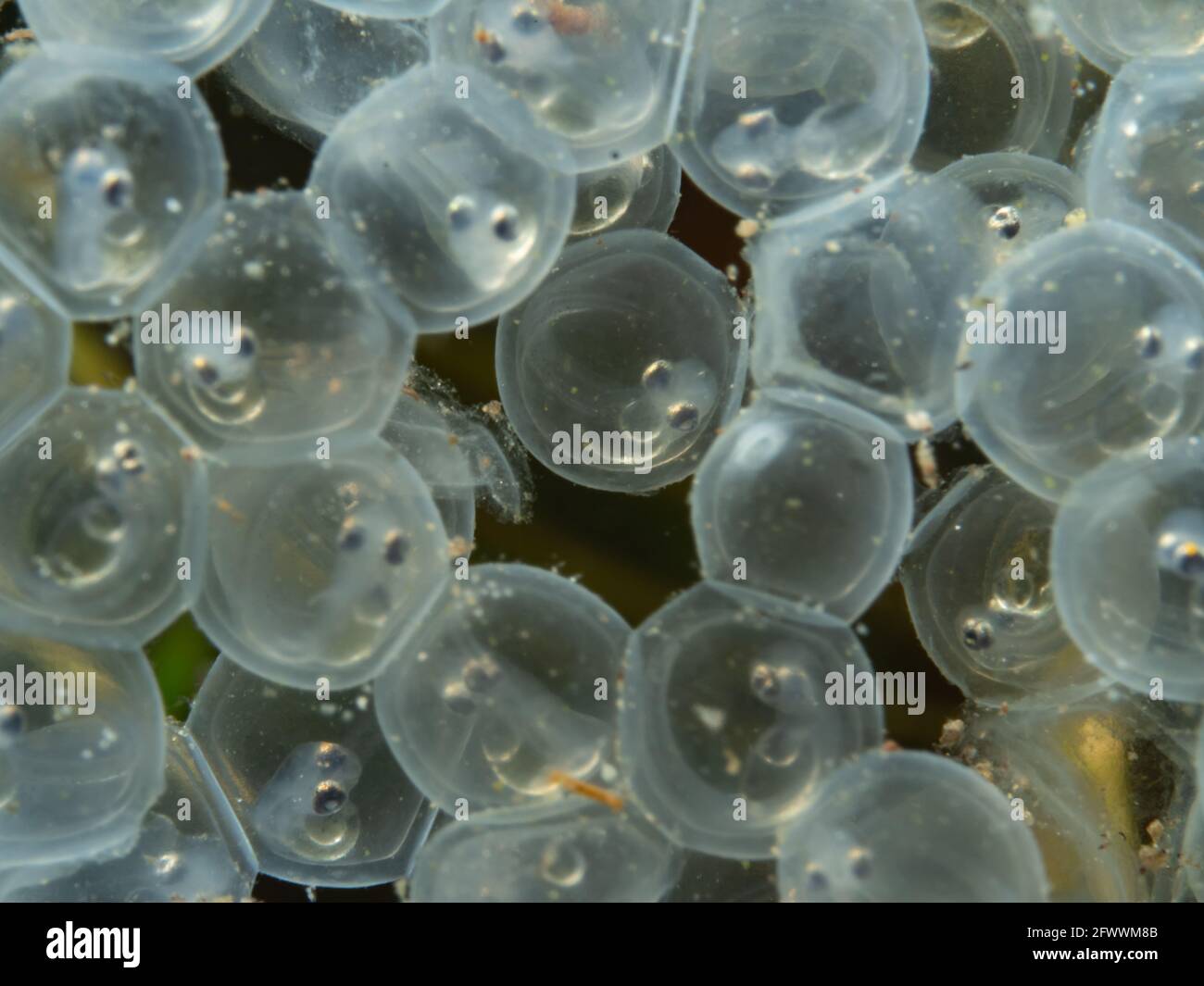 Perch spawn underwater, North Rhine Westphalia , Germany Stock Photo ...