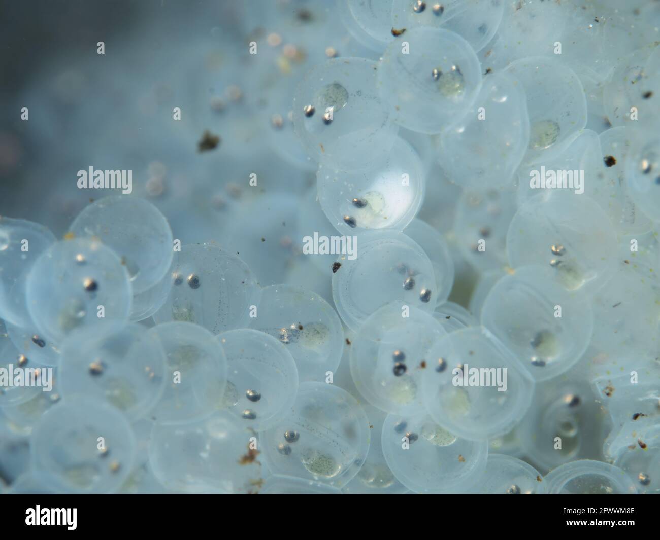 Perch spawn underwater, North Rhine Westphalia , Germany Stock Photo ...