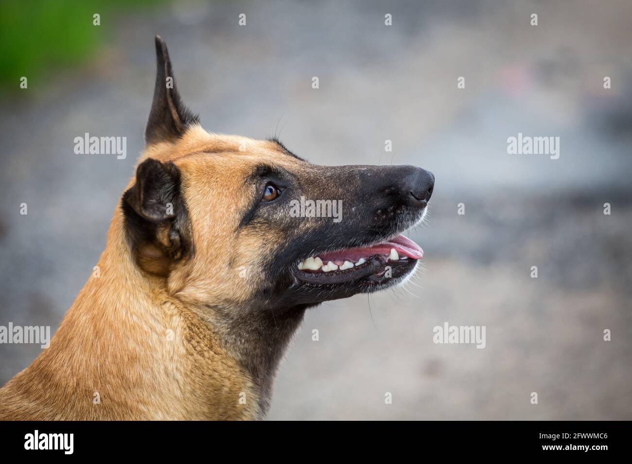 Portrait belgian malinois hi-res stock photography and images - Alamy