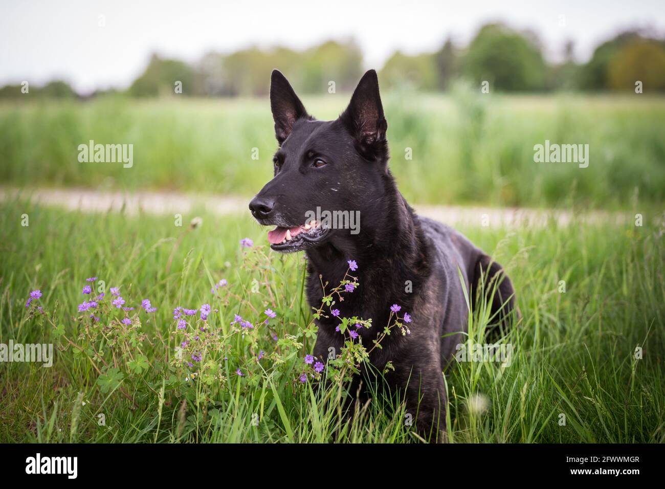 Dutch shepherd hi-res stock photography and images - Alamy
