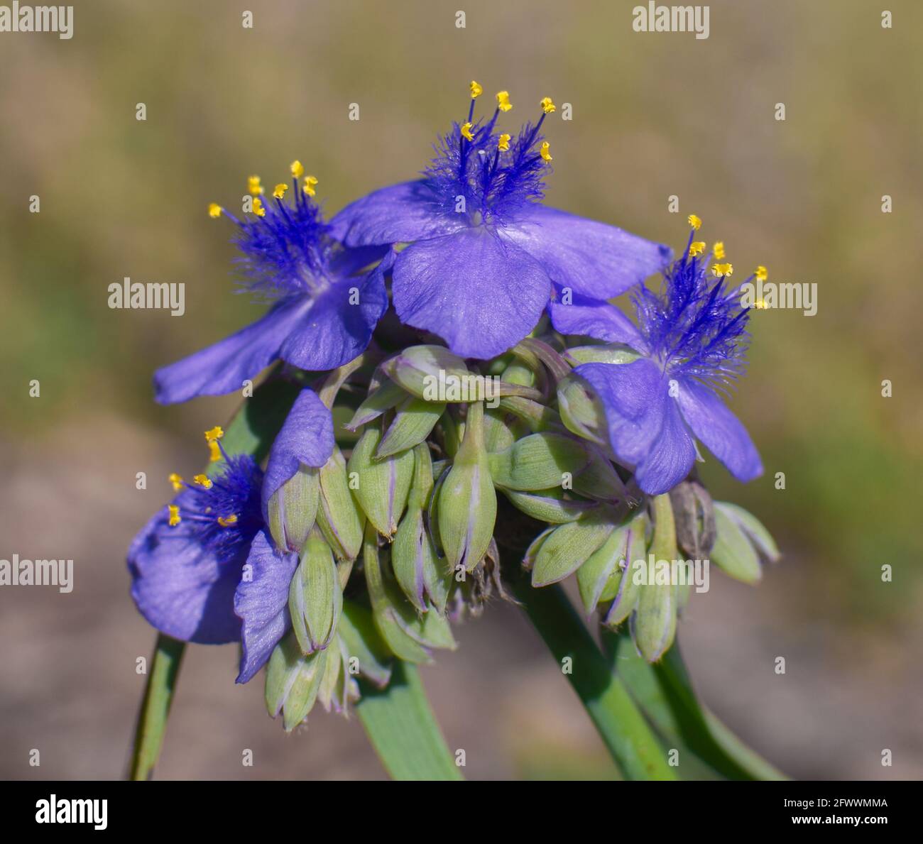 Purple Ohio Wildflower High Resolution Stock Photography and Images - Alamy