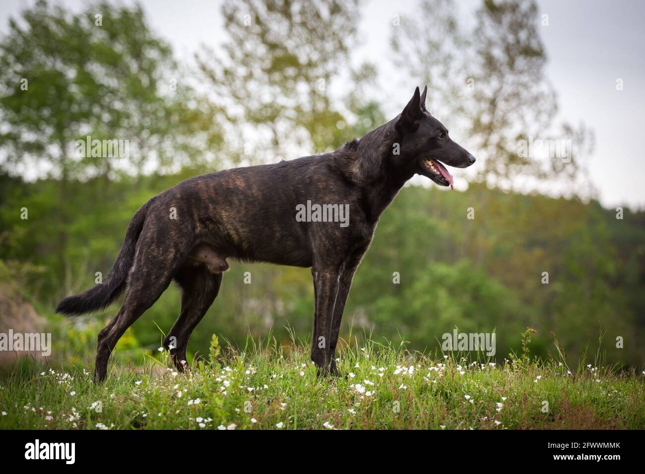 Hollandshe Herdershond (Dutch Shepherd Stock Photo - Alamy