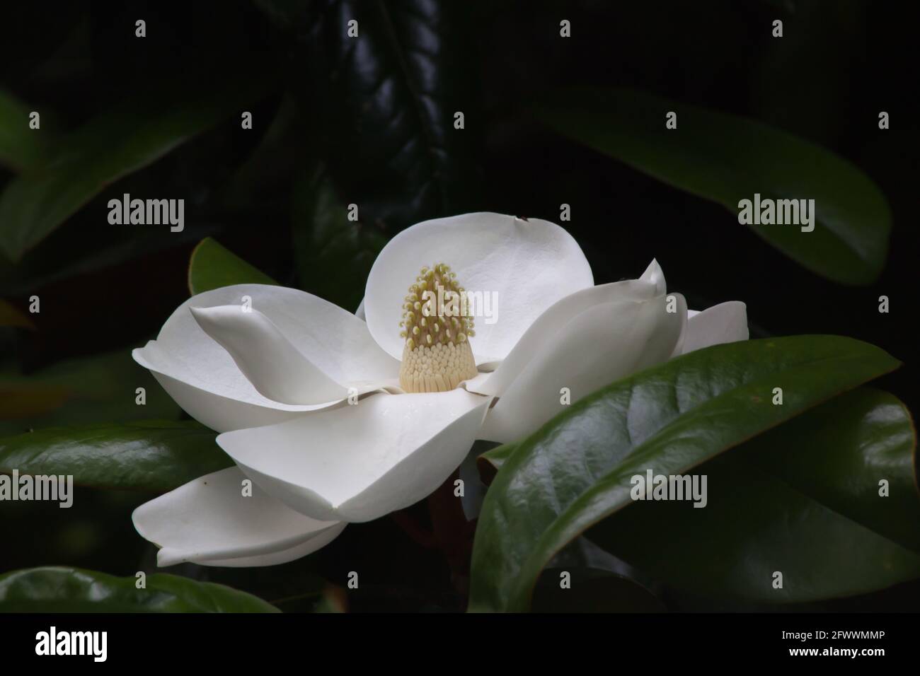Bloom of the sweet smelling Magnolia Tree Stock Photo - Alamy