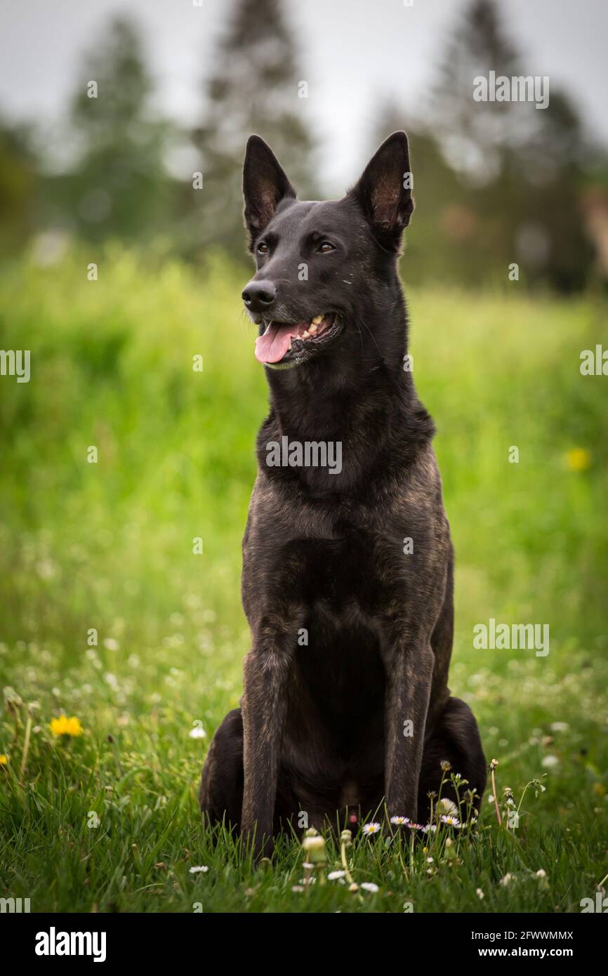 Hollandshe Herdershond (Dutch Shepherd Stock Photo - Alamy
