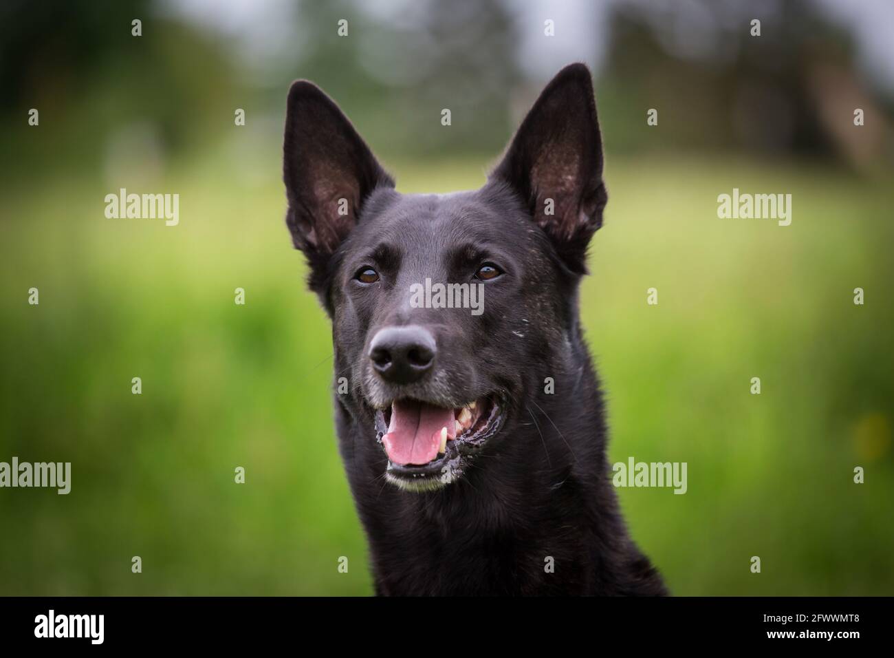 Hollandse herder portrait hi-res stock photography and images - Alamy