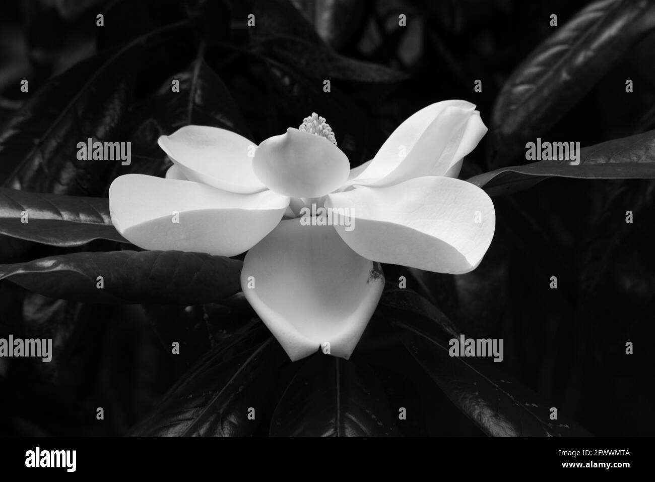 Magnolia Tree Bloom in Black and White Stock Photo - Alamy
