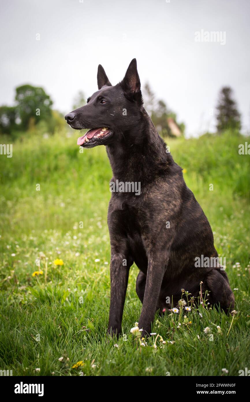 Dutch herder dog breed hi-res stock photography and images - Alamy