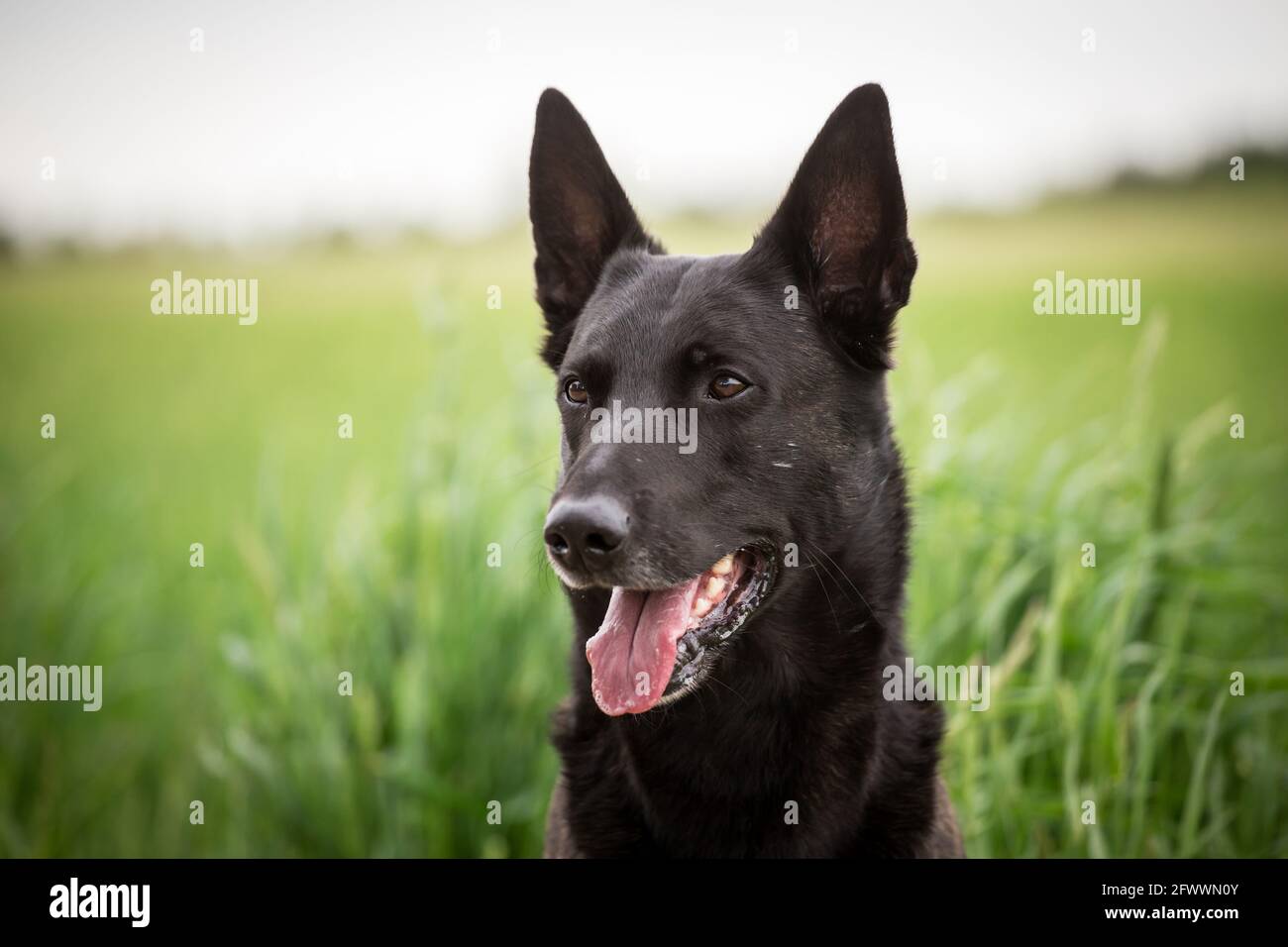 Hollandse herder portrait hi-res stock photography and images - Alamy