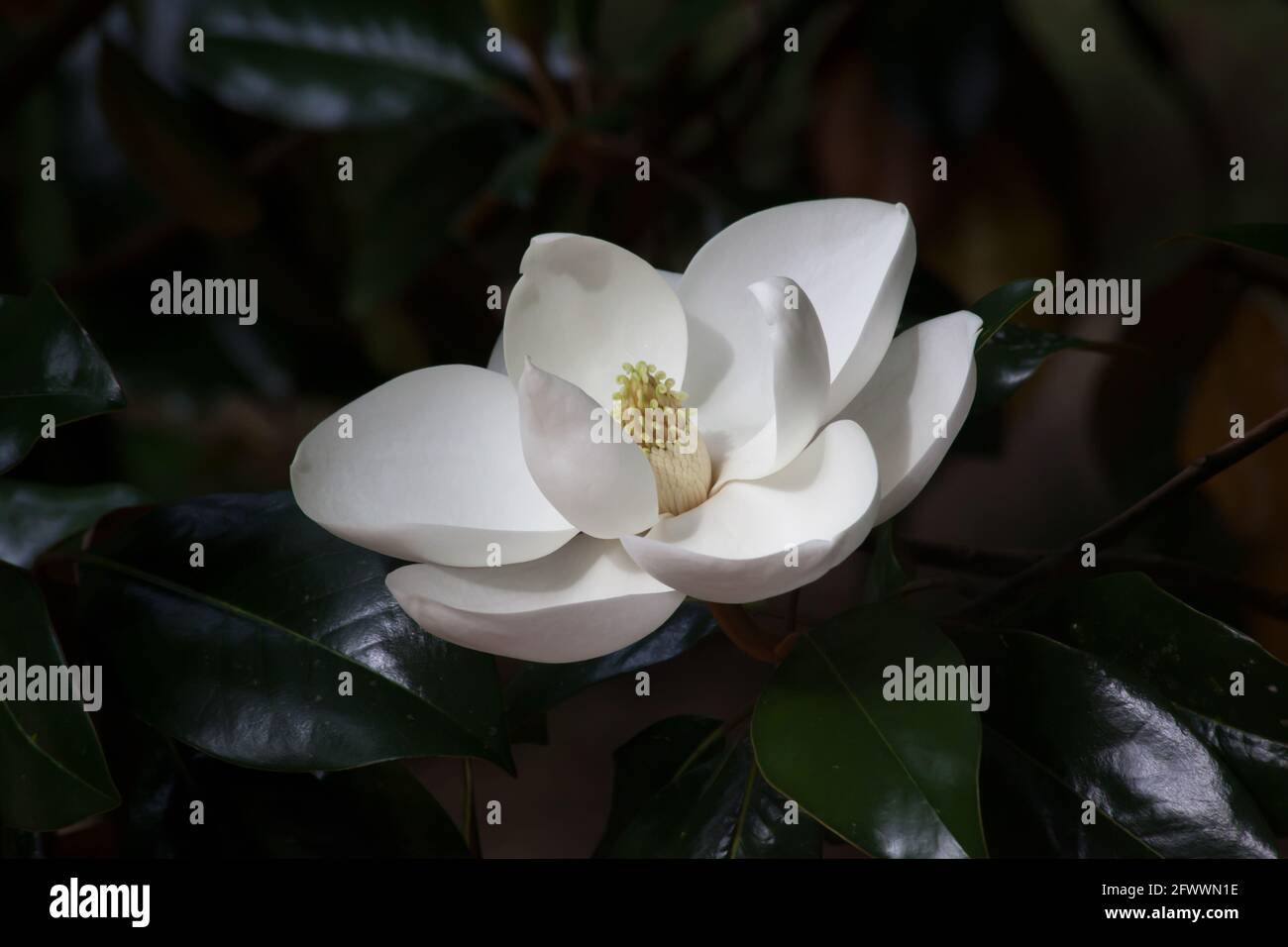 Bloom of the sweet smelling Magnolia Tree Stock Photo - Alamy