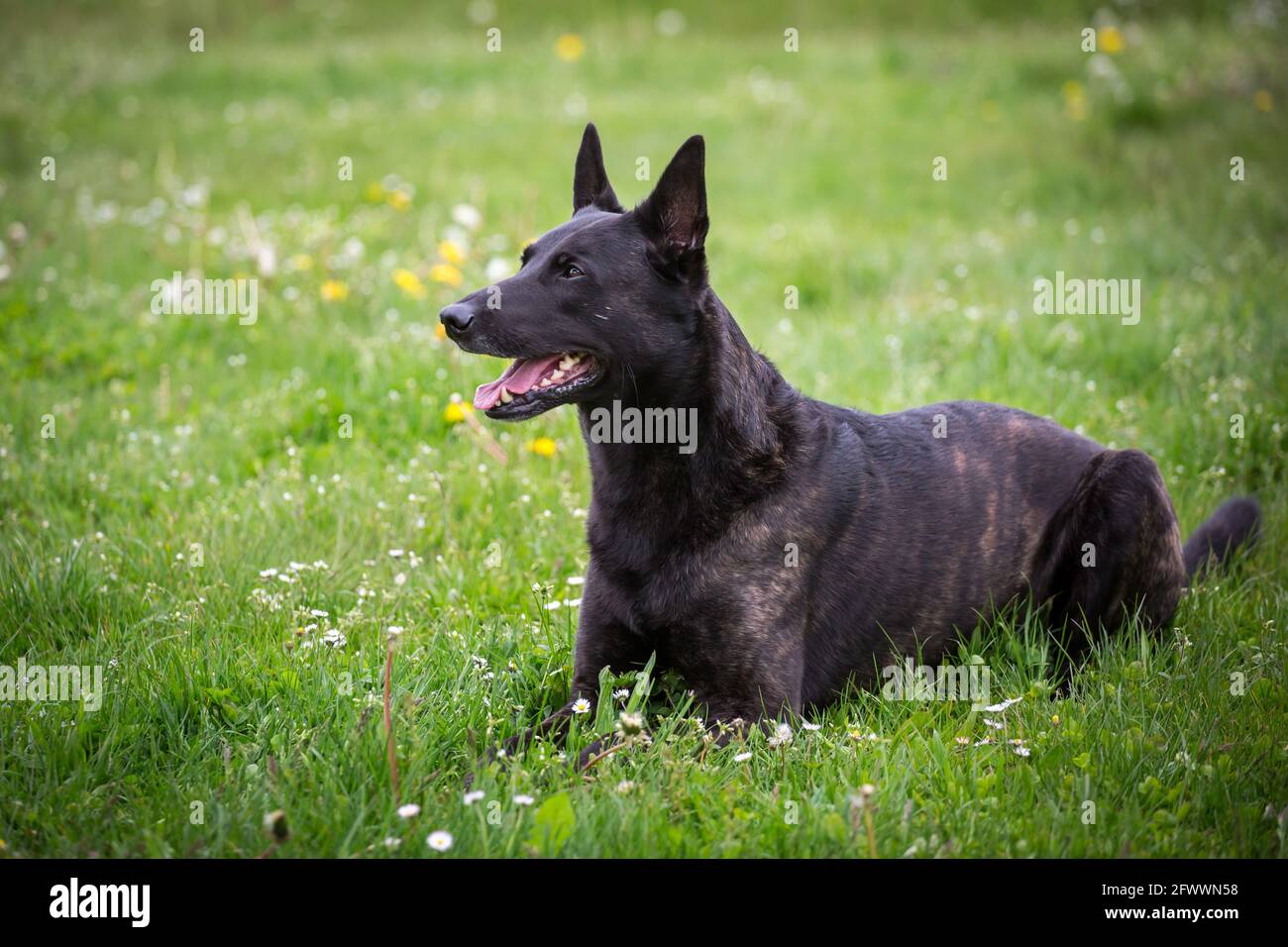 Hollandshe Herdershond (Dutch Shepherd Stock Photo - Alamy
