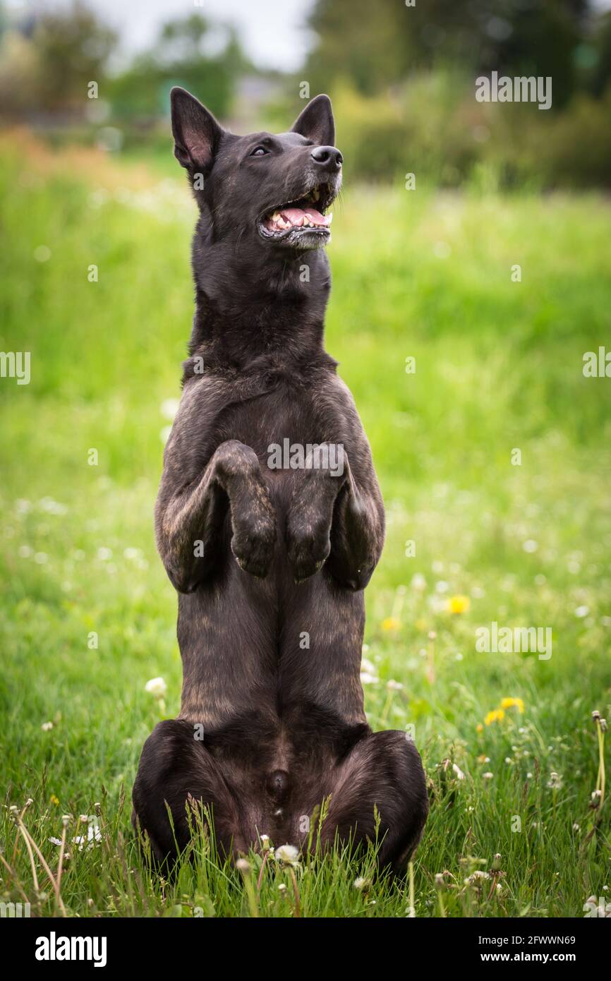 Hollandse herder tricks hi-res stock photography and images - Alamy