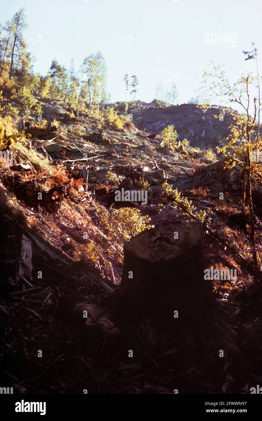 Clear cut hi-res stock photography and images - Alamy