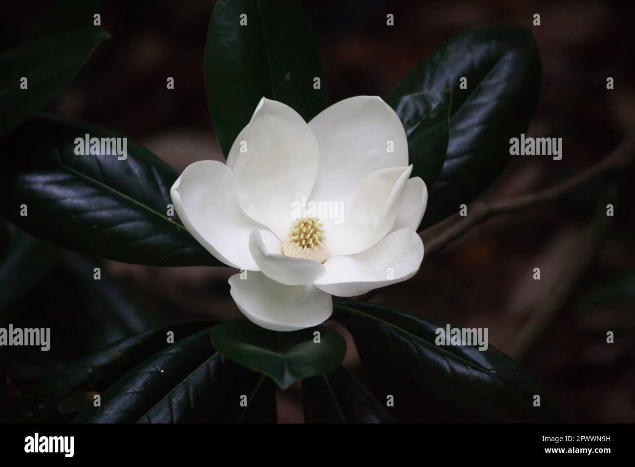 Bloom of the sweet smelling Magnolia Tree Stock Photo - Alamy