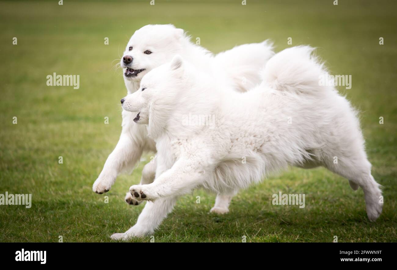 Samoyed dogs hi-res stock photography and images - Alamy