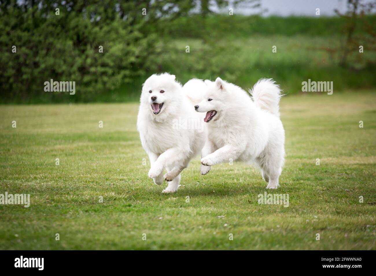 Samoyed running hi-res stock photography and images - Alamy