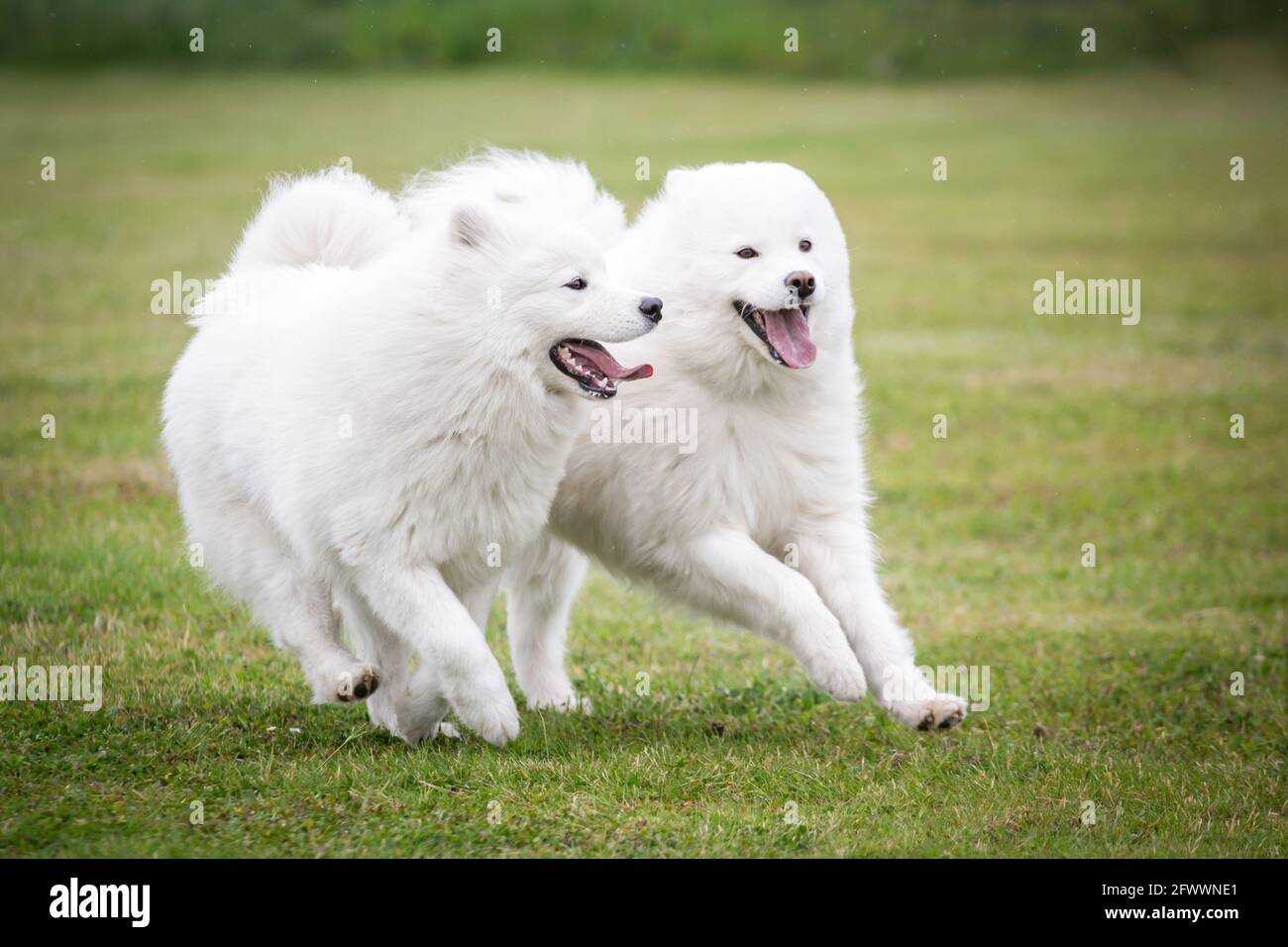 Samoyeds Dog High Resolution Stock Photography and Images - Alamy