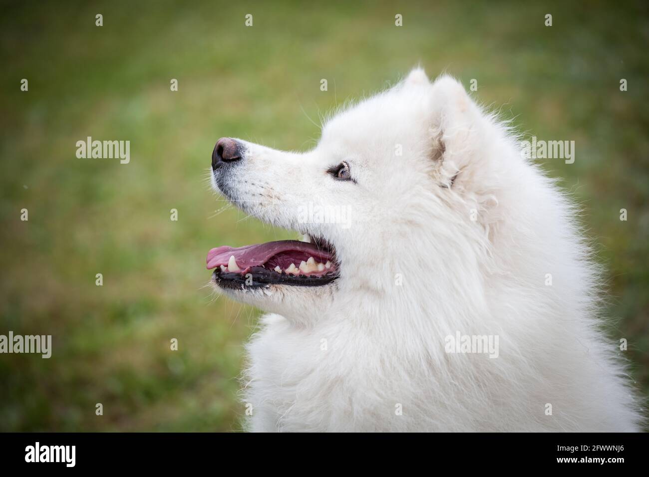 Pedigree samoyed hi-res stock photography and images - Alamy