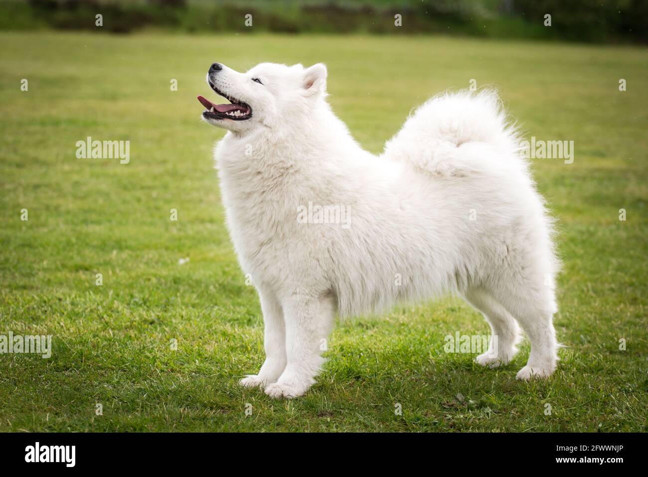 Samojedenhund hi-res stock photography and images - Alamy