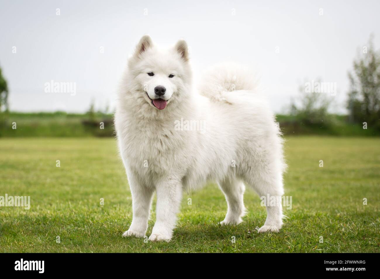 Samojedenhund hi-res stock photography and images - Alamy