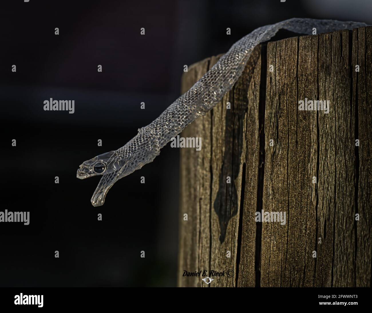 Snake molt not exuviation not ecdysis hi-res stock photography and ...