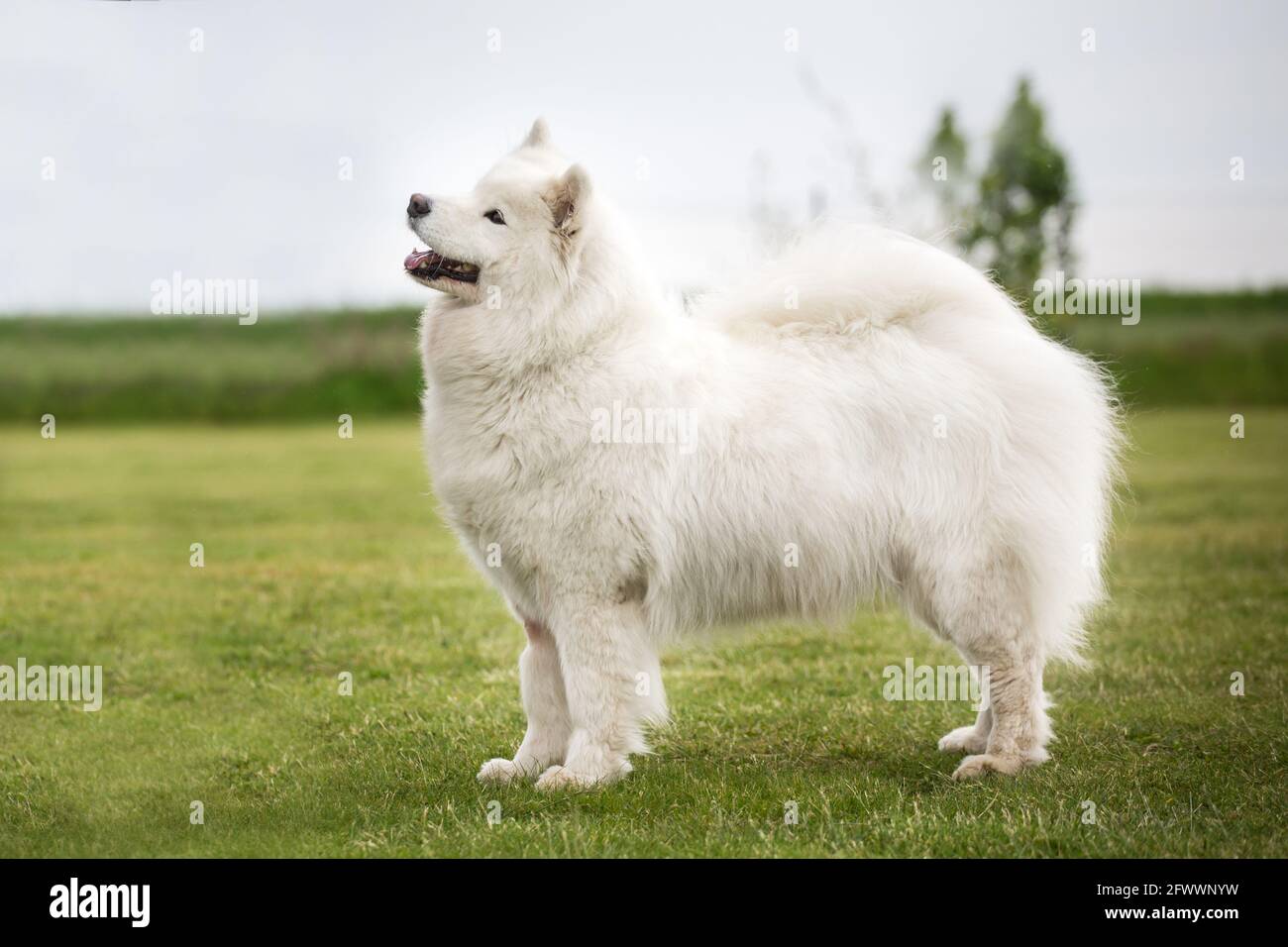 Samojedenhund hi-res stock photography and images - Alamy