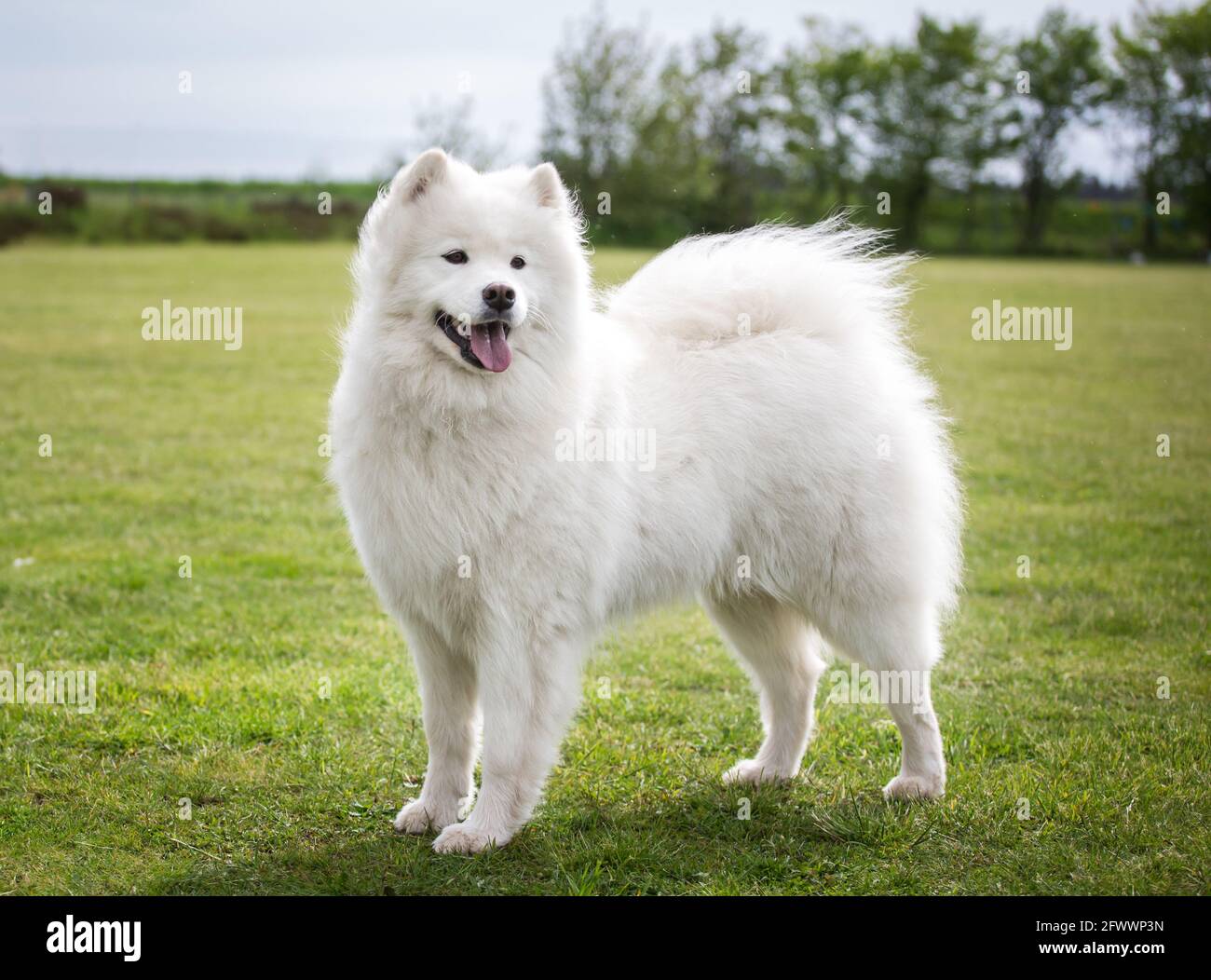 Samojedenhund hi-res stock photography and images - Alamy