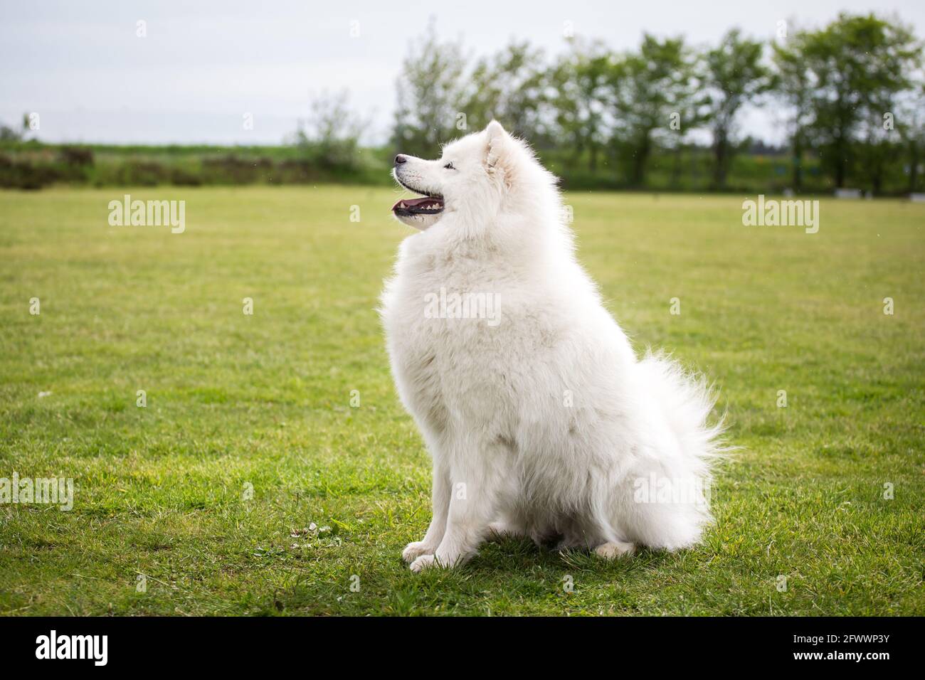 Samoyed sitting hi-res stock photography and images - Alamy