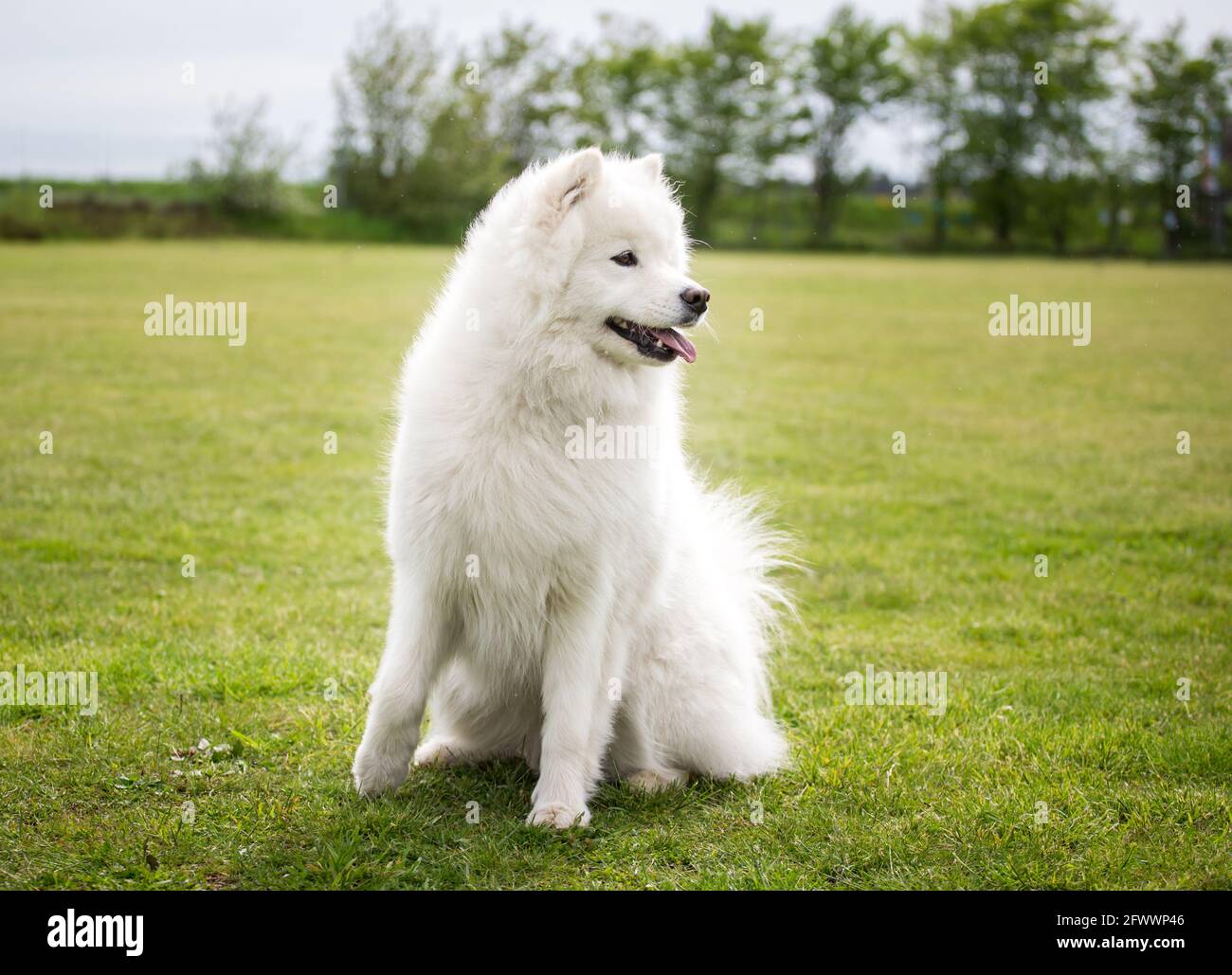 Samoyed sitting hi-res stock photography and images - Alamy