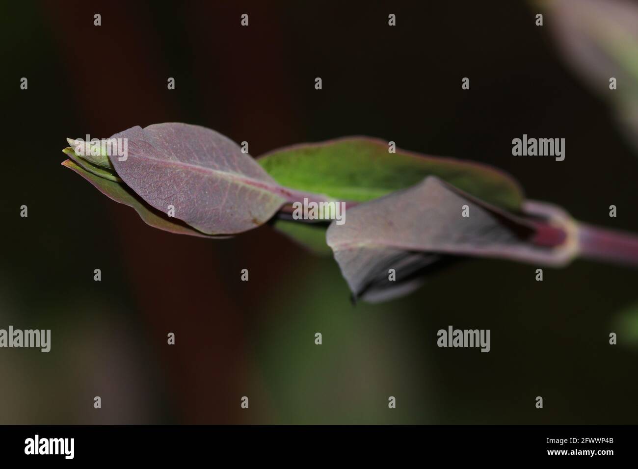 isolated shoot of a plant Stock Photo - Alamy