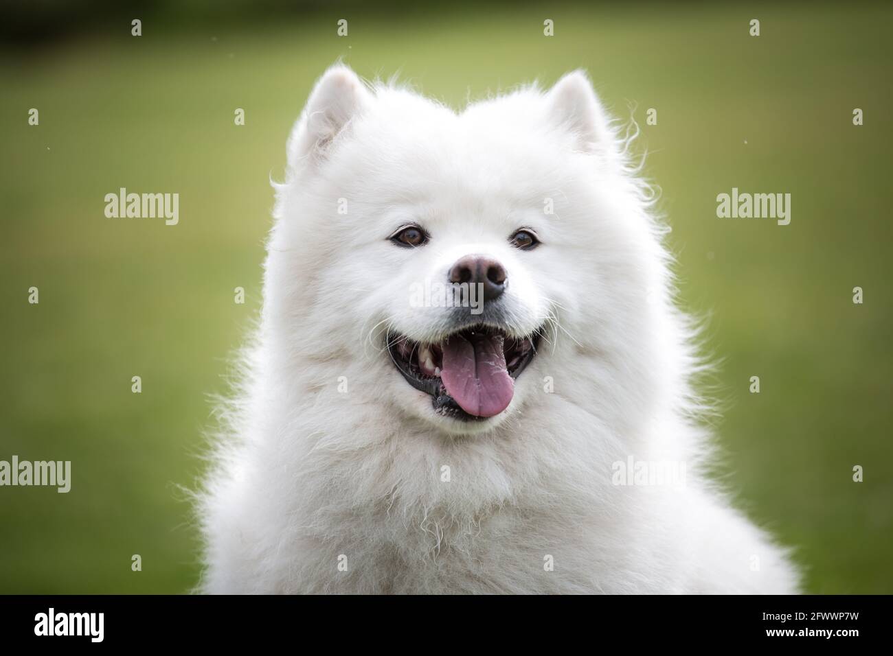 Samoyed head hi-res stock photography and images - Alamy