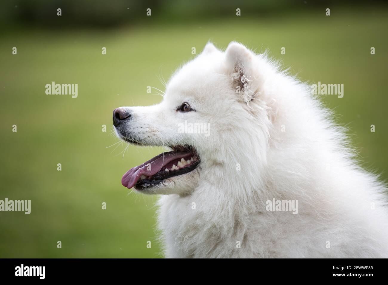 Samojedenhund hi-res stock photography and images - Alamy