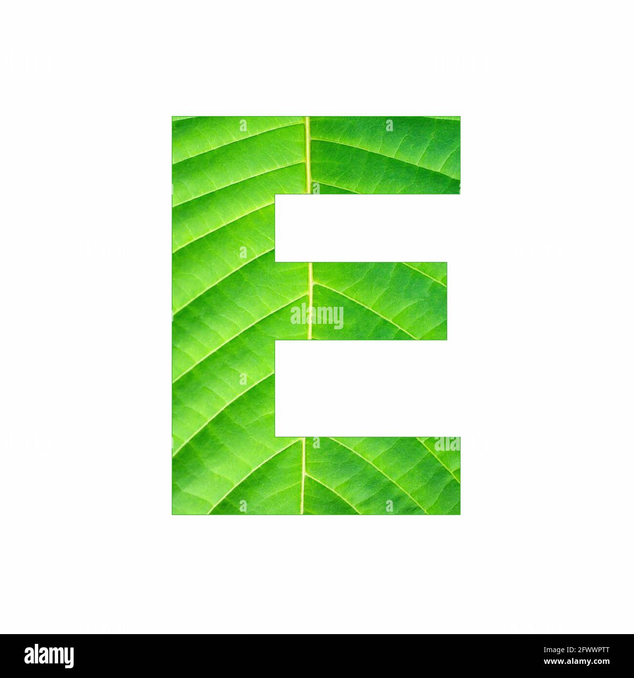 Alphabet Letter E - Green leaf plant background Stock Photo - Alamy