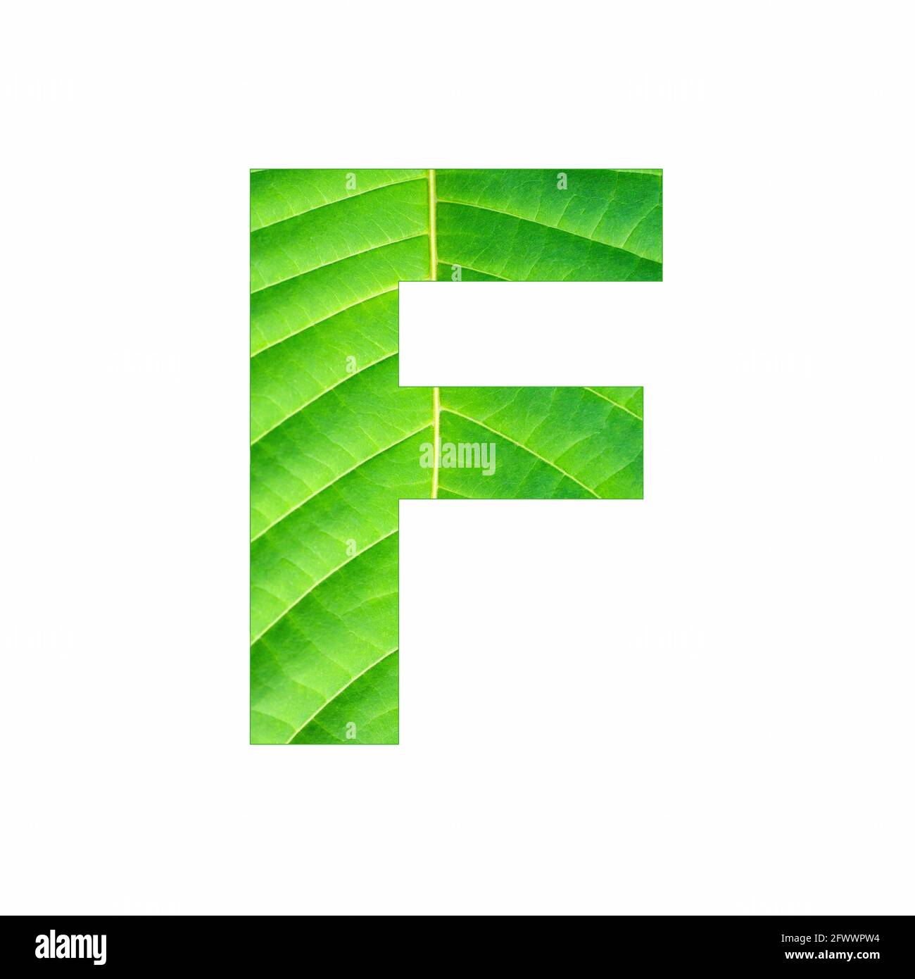 Uppercase Alphabet Letter F - Tropical green leaf texture Stock Photo ...