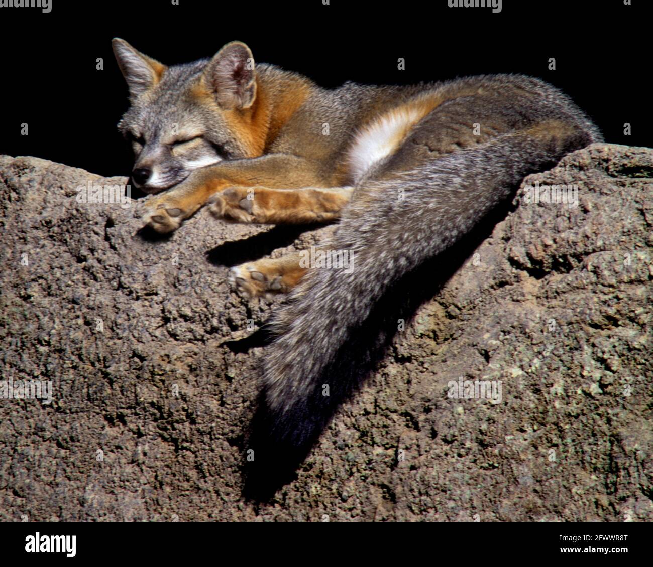Gray Fox Napping Stock Photo - Alamy
