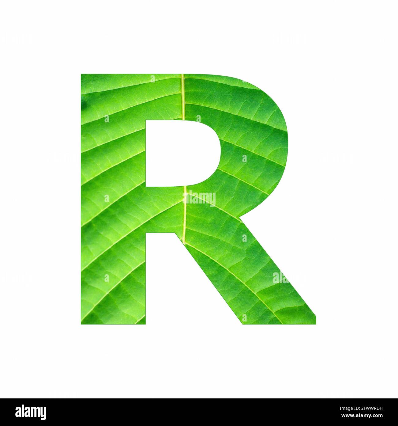 Alphabet Letter R - Green leaf plant background Stock Photo - Alamy
