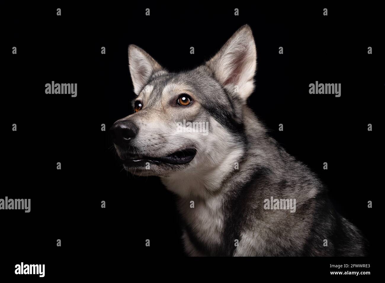 The beautiful wolf dog of Saarlos Stock Photo - Alamy