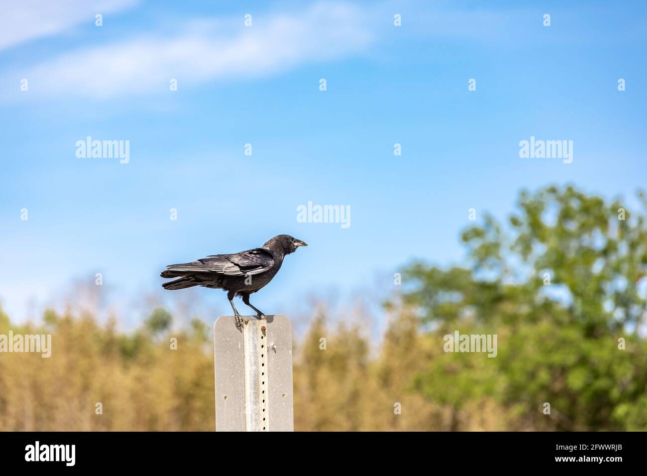 An American Crow perched on the top of a parking sign Stock Photo - Alamy