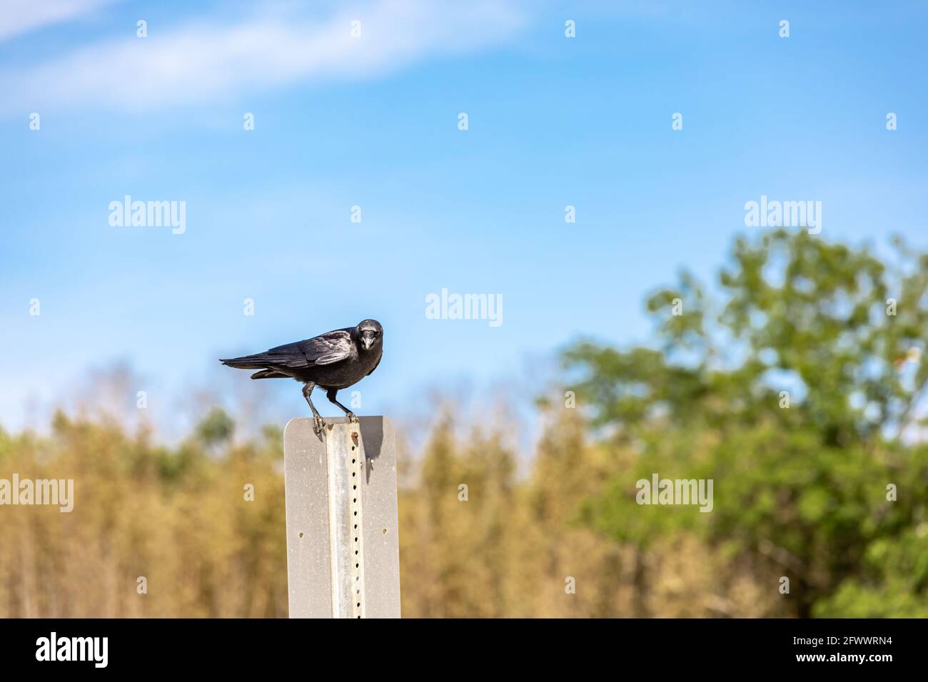 American crow perched on hi-res stock photography and images - Alamy