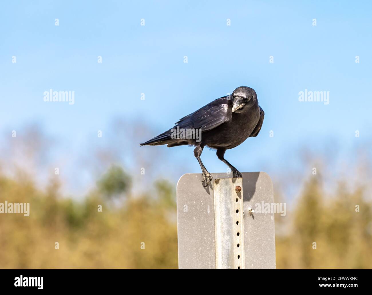 An American Crow perched on the top of a parking sign Stock Photo - Alamy