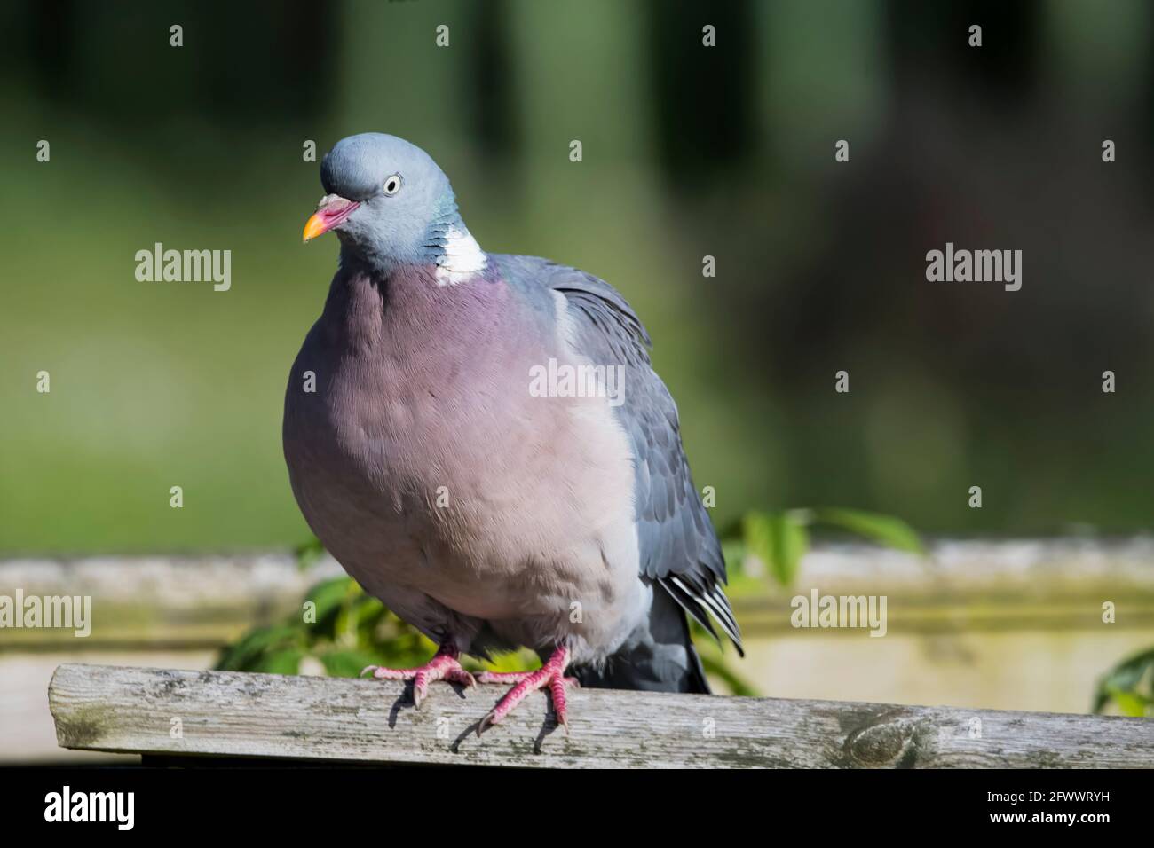 Pigeons e hi-res stock photography and images - Alamy