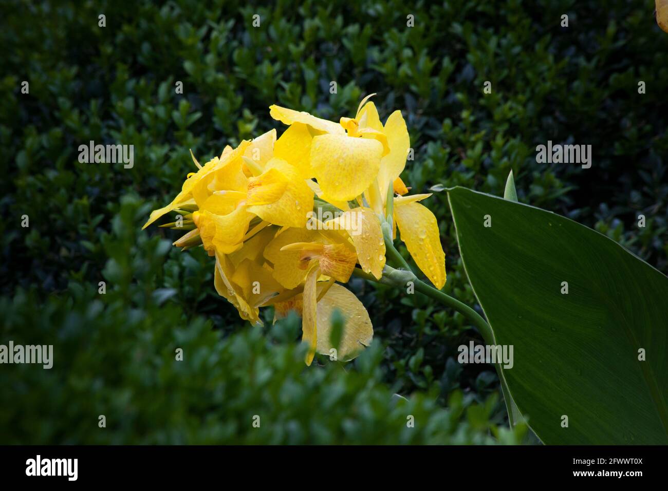 Yellow Canna Lily Stock Photo - Alamy